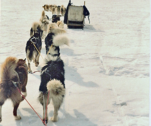 Journal of the Inuit Sled Dog