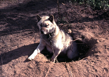 Journal of the Inuit Sled Dog